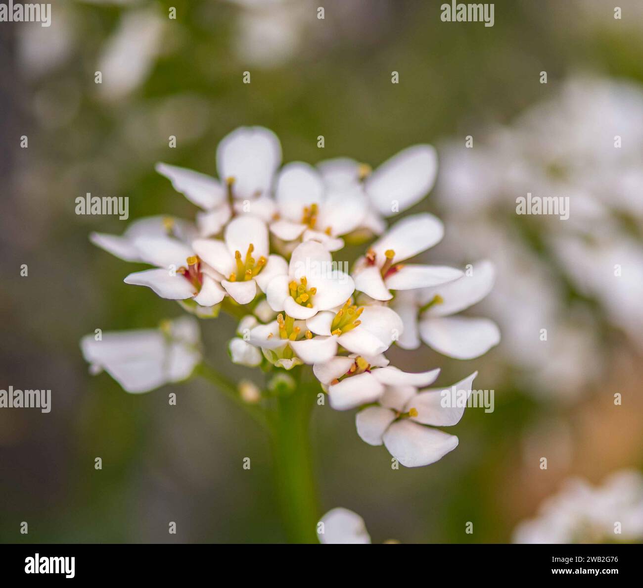 White petals with yellow center hi-res stock photography and images - Alamy