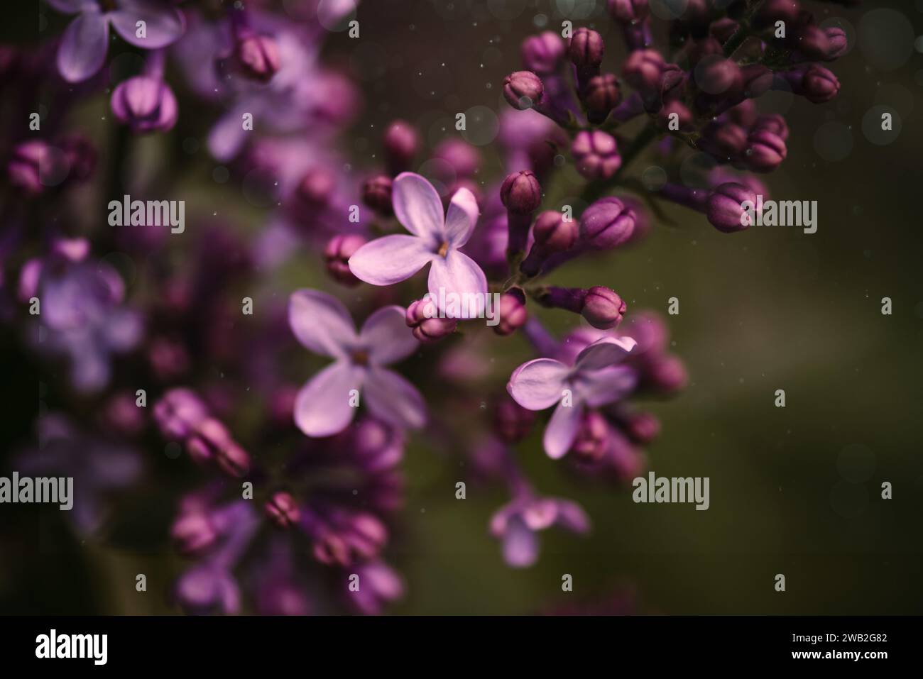 Lilac buds in the spring Stock Photo - Alamy