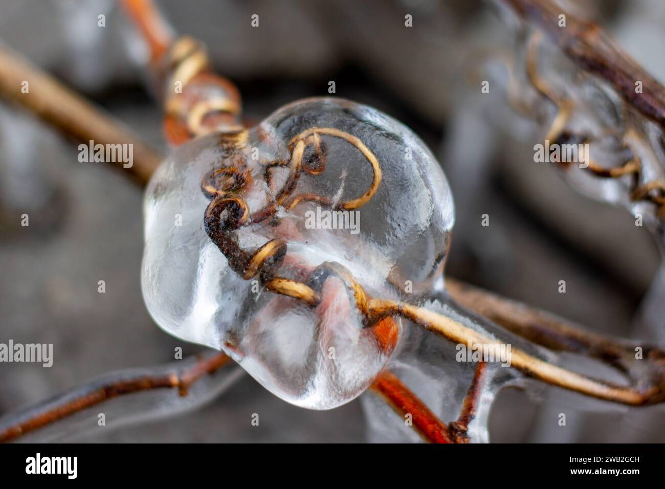 Twisted vine frozen in ice Stock Photo - Alamy