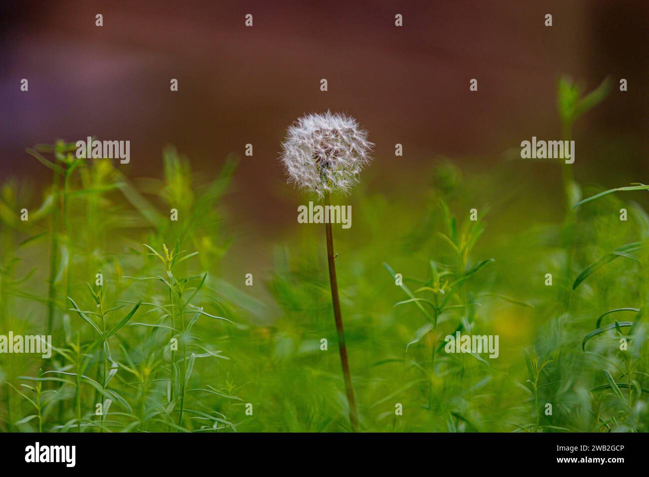 Puffball flower hi-res stock photography and images - Alamy