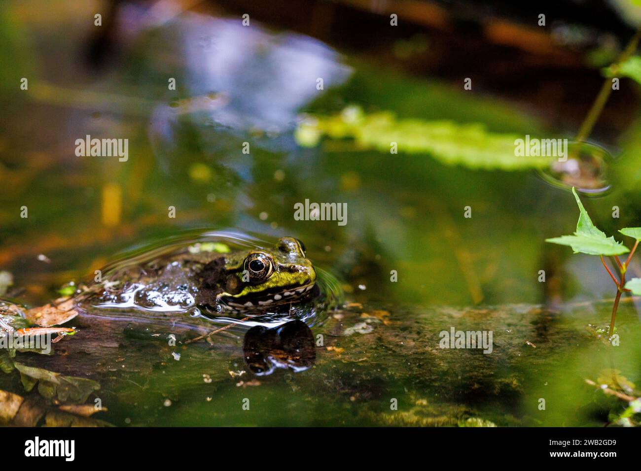 Tiny frog new hi-res stock photography and images - Alamy
