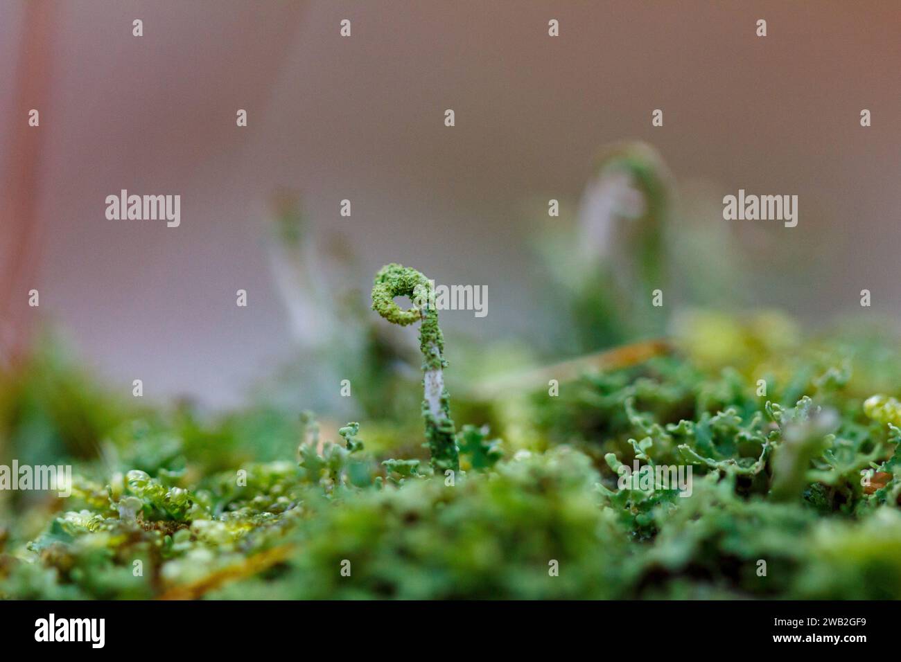 Detailed macro photograph of moss Stock Photo - Alamy