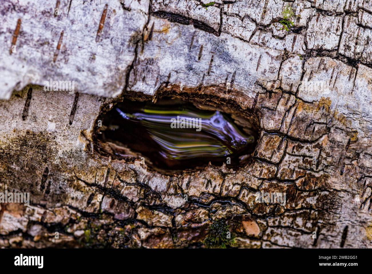 Pool of water in tree bark Stock Photo - Alamy