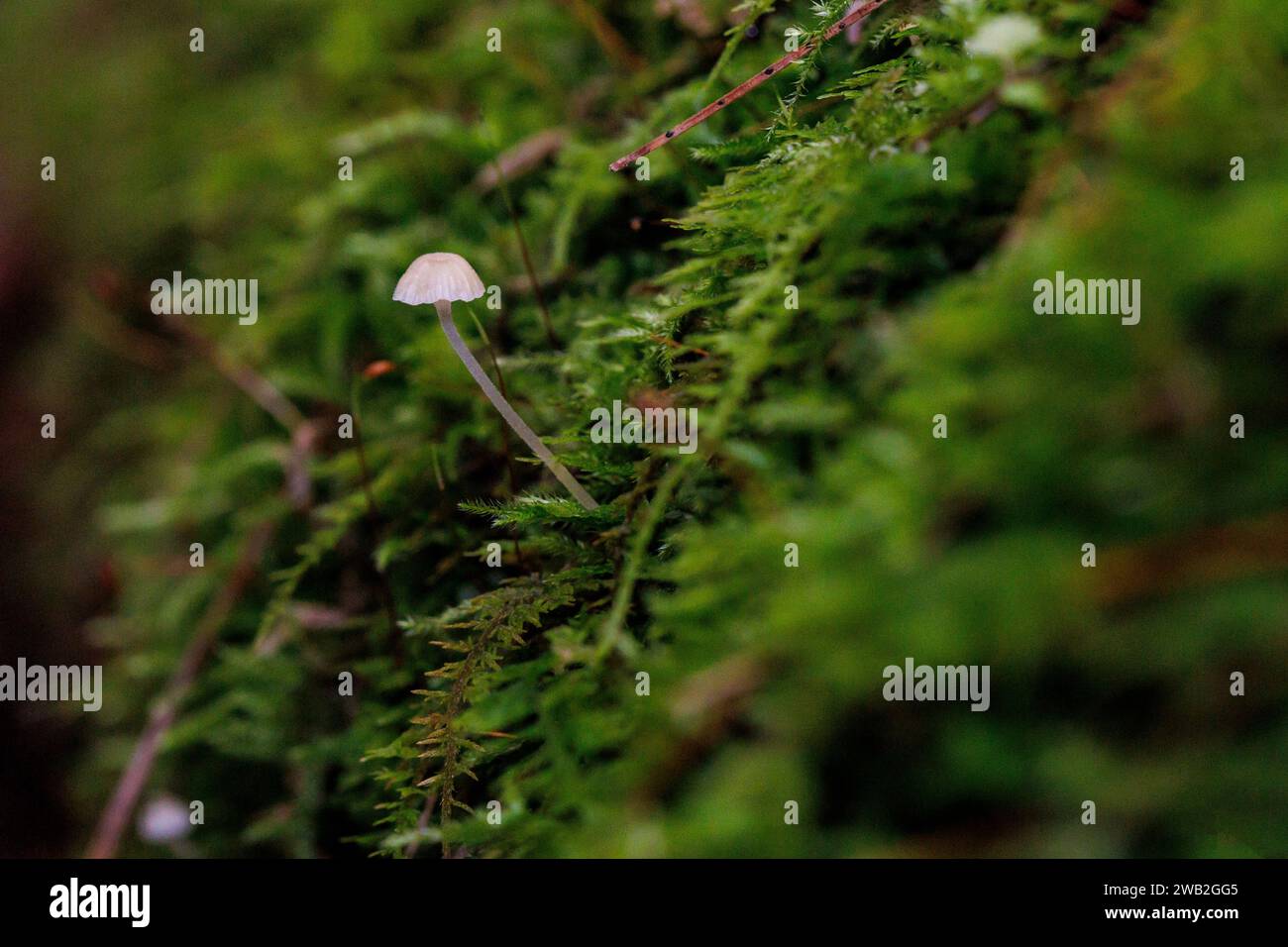 Mushroom macro view hi-res stock photography and images - Alamy