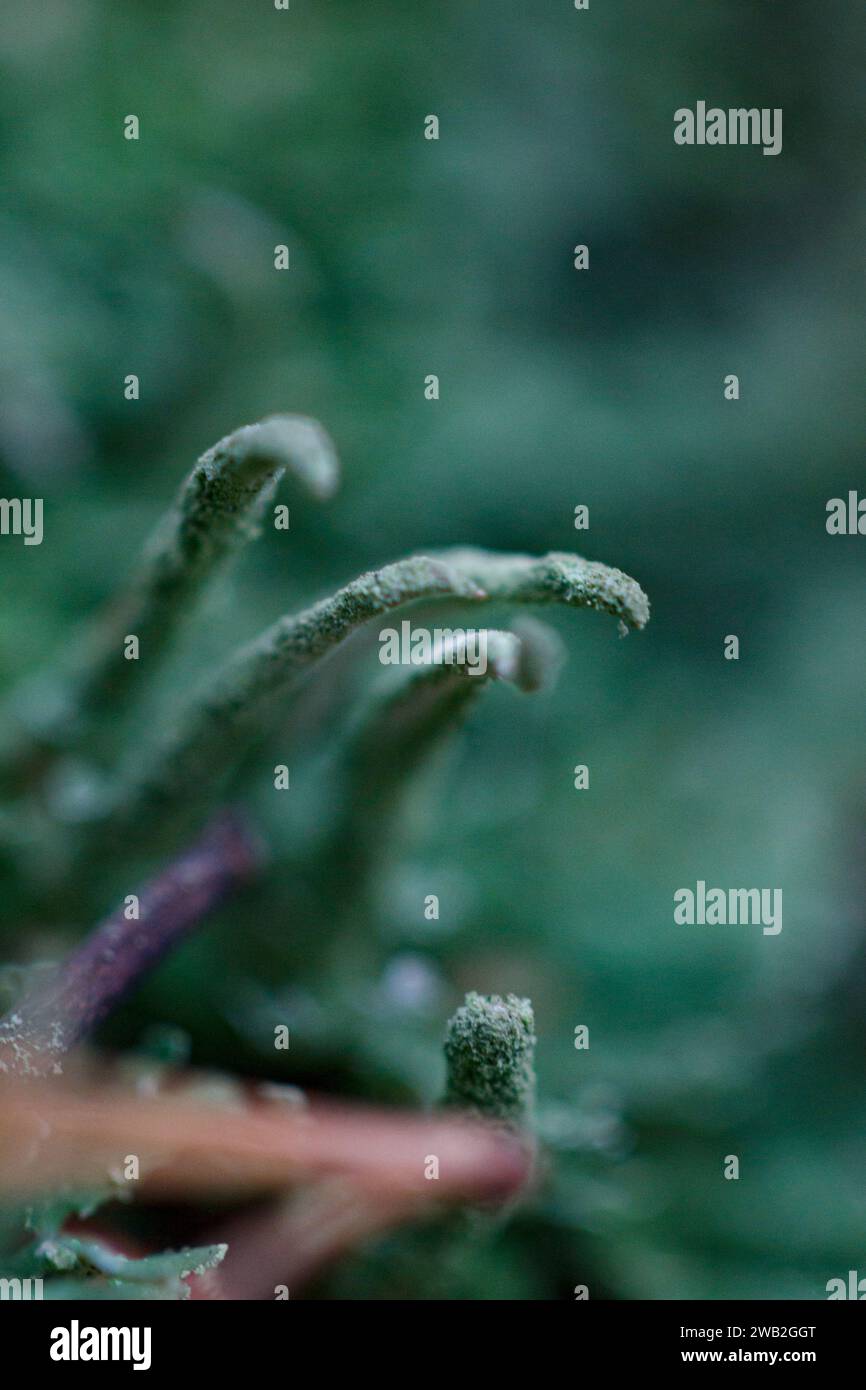 Detailed macro photograph of moss Stock Photo - Alamy