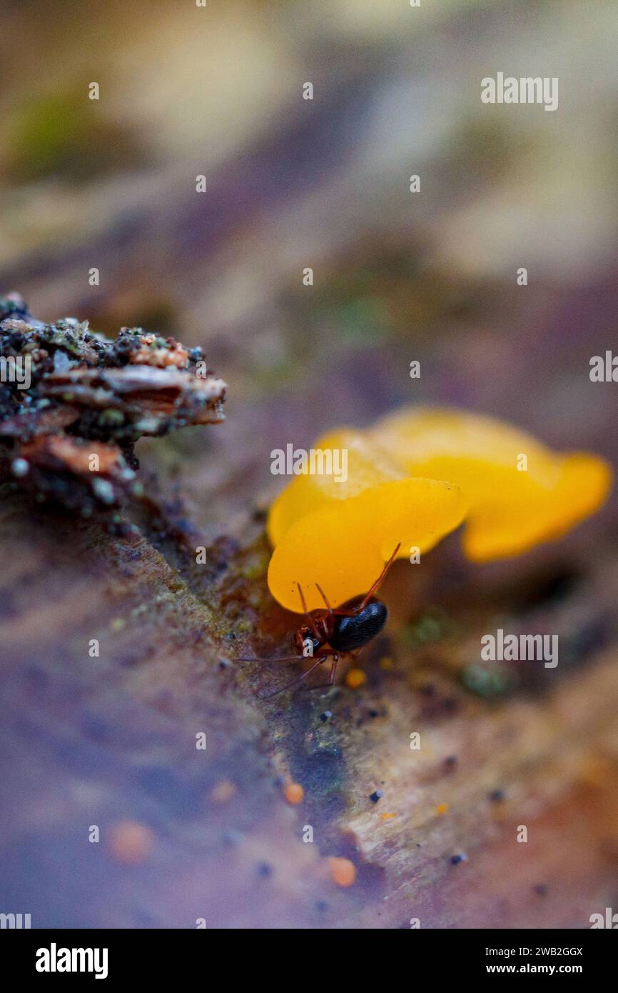 Fungus spider hi-res stock photography and images - Alamy