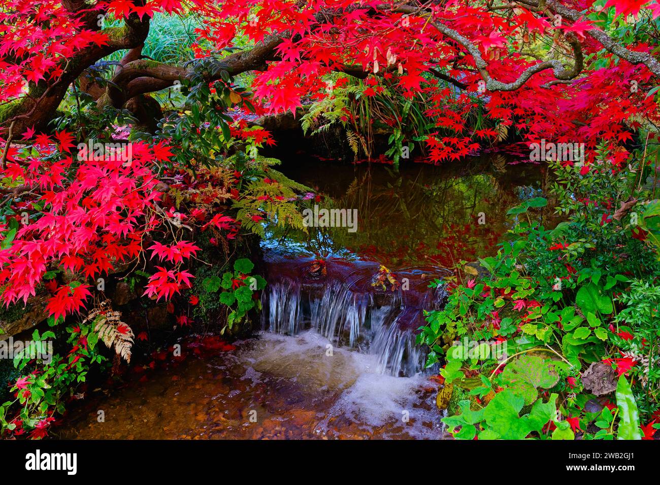 A vibrant Japanese Maple overhangs a shallow stream as it tumbles ...