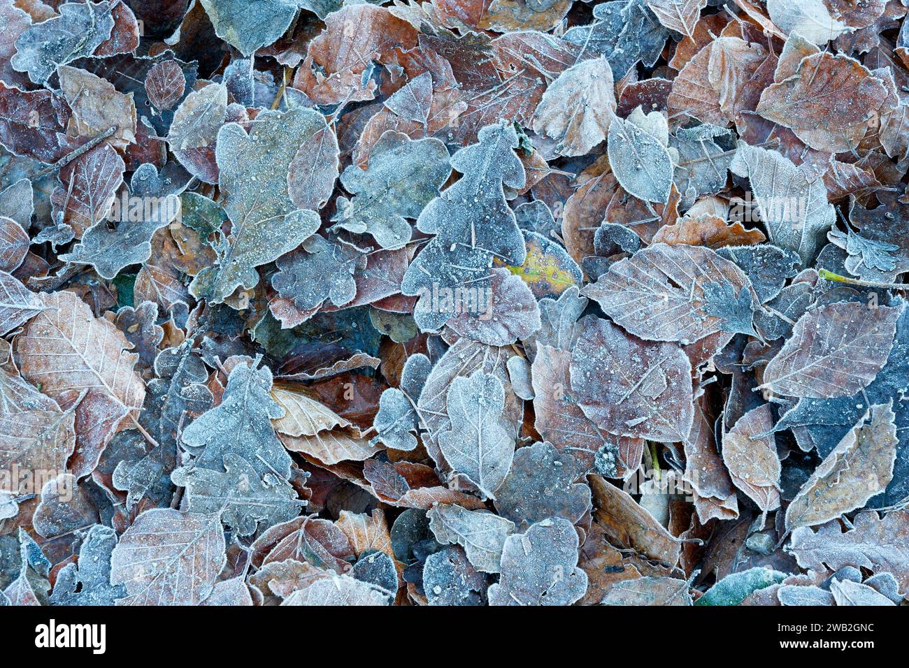 Frost covered leaves close up england hi-res stock photography and ...