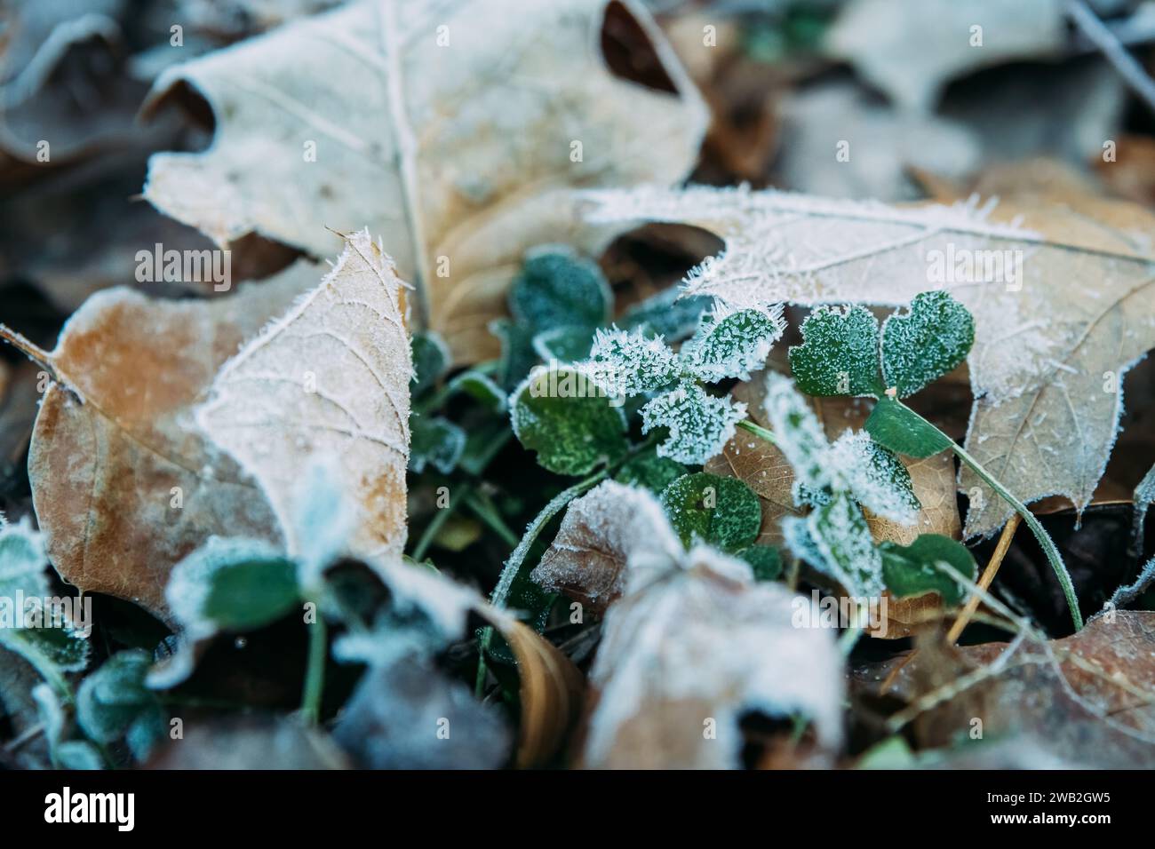 Layers of frosty grass hi-res stock photography and images - Alamy