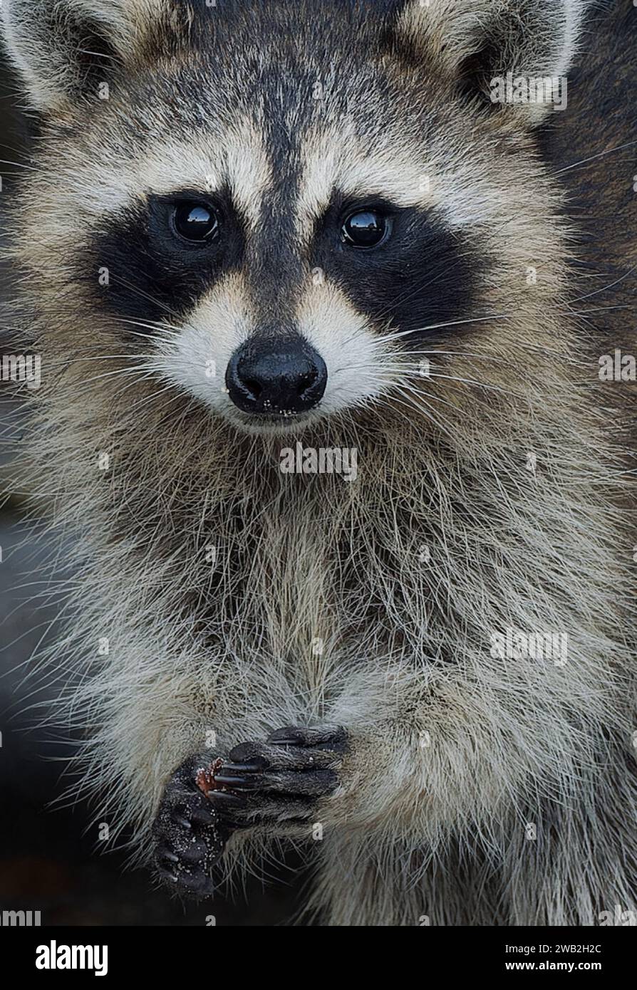 Close-up of a raccoon, a carnivorous mammal with procyonidae family ...