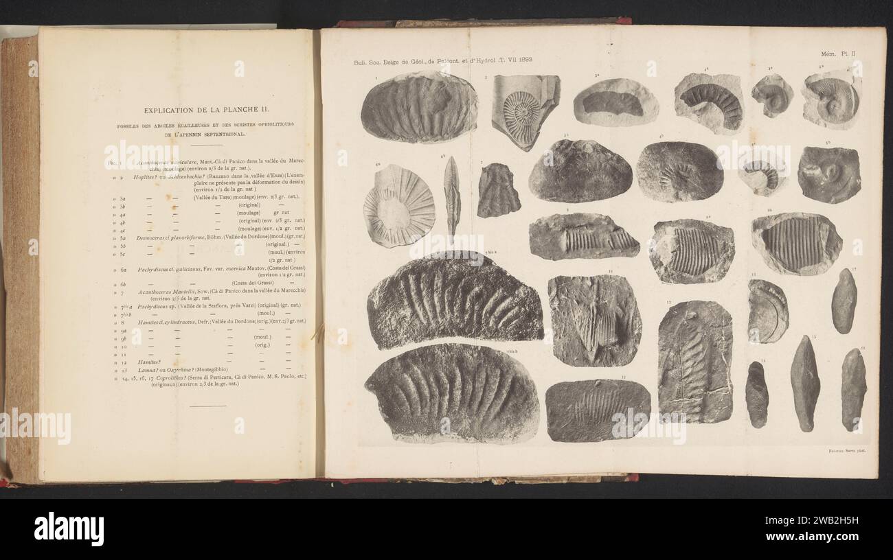 Collection of different fossils, Federico Sacco, c. 1888 - in or before ...