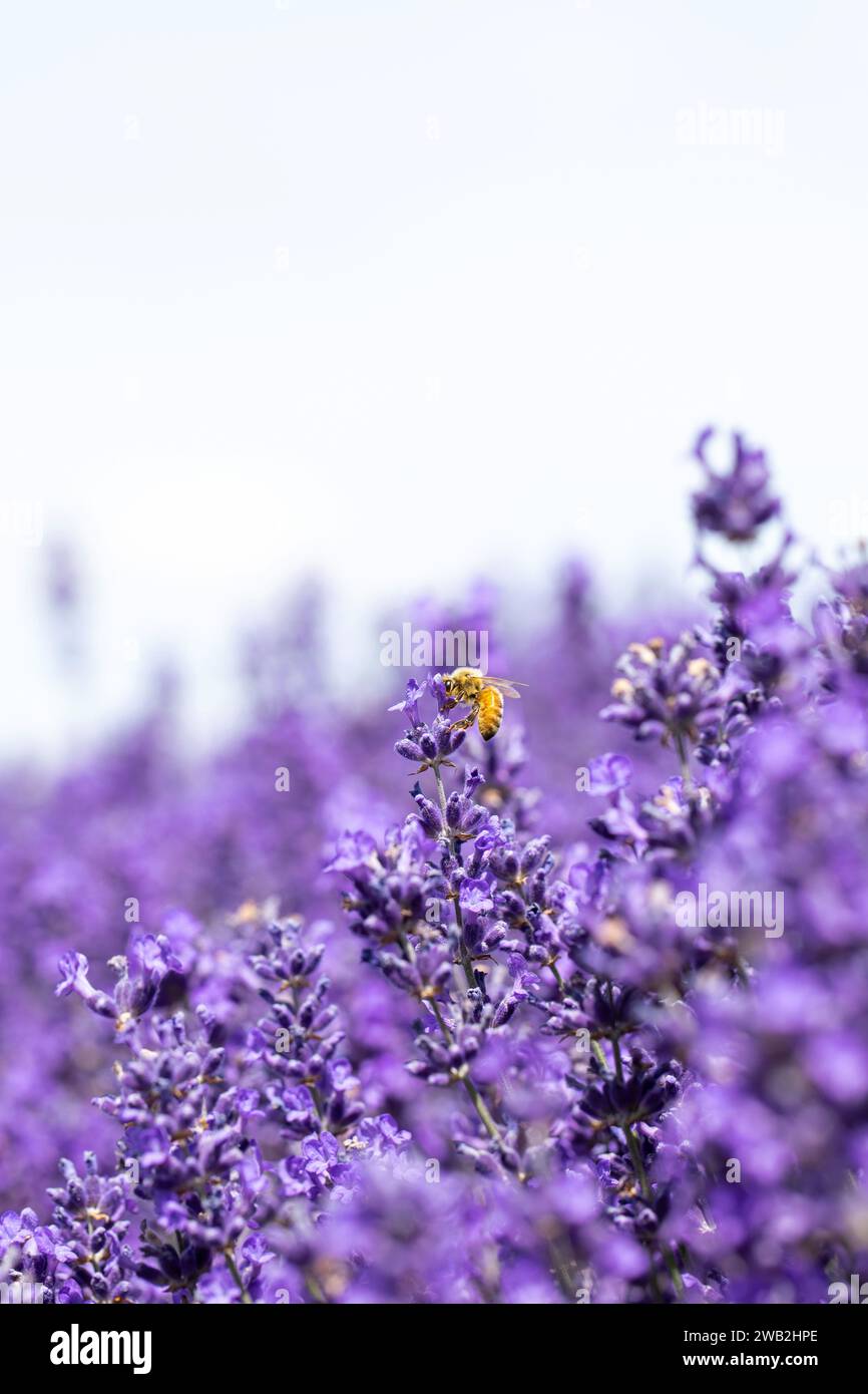 The honey bee pollinates lavender flowers. Summer background of ...