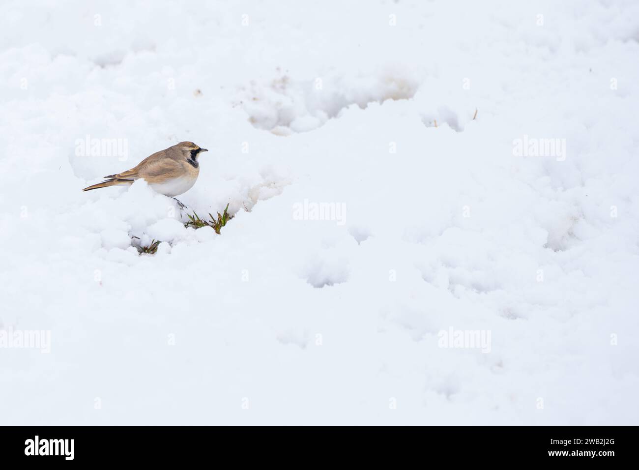 Lark photography hi-res stock photography and images - Alamy