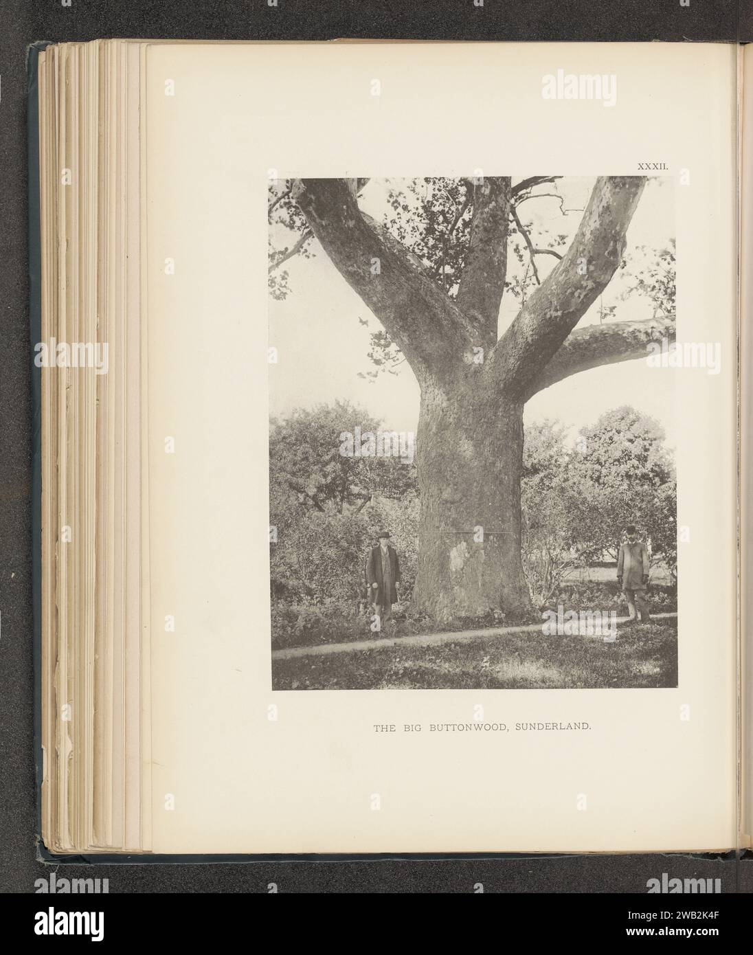 Buttonwood tree trees hi-res stock photography and images - Alamy