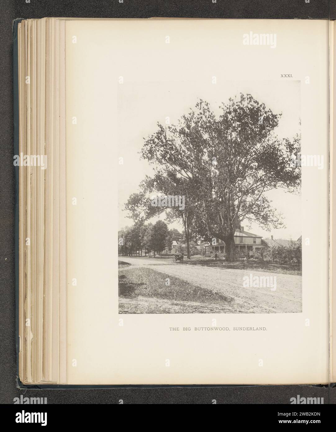 Buttonwood tree trees hi-res stock photography and images - Alamy