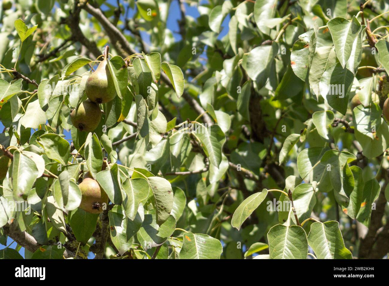 The common pear or Pyrus communis fruits Stock Photo - Alamy