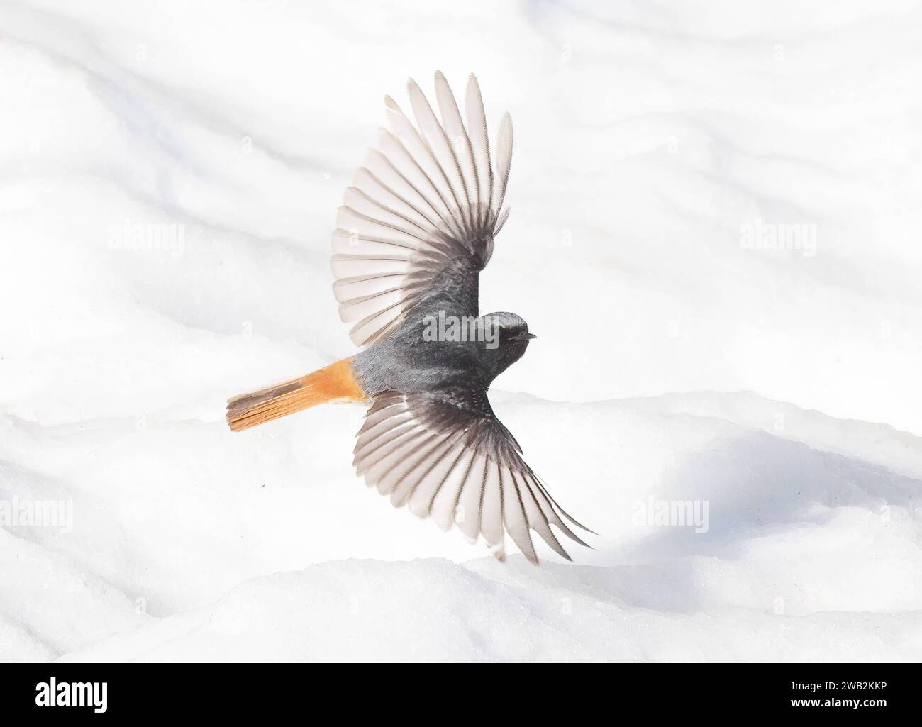 Distinctive rust colored tail hi-res stock photography and images - Alamy