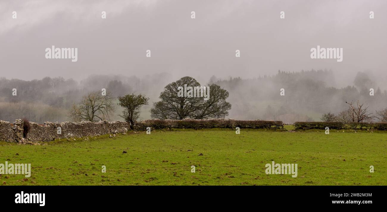 Fog drifting through some trees beyond a dry stone wall that borders a ...