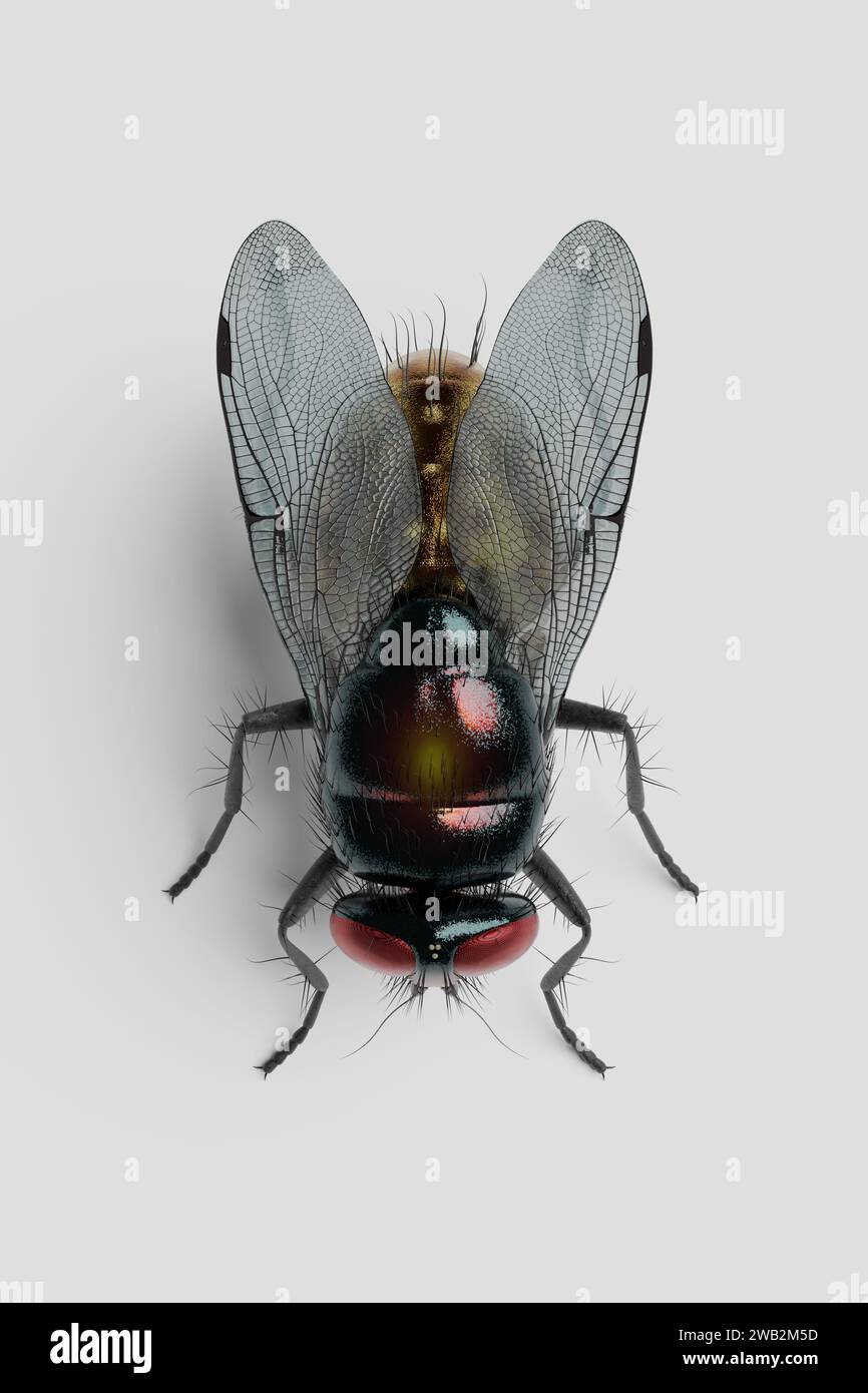 Pest fly close-up, annoying insect, blowfly on a white background. 3d ...