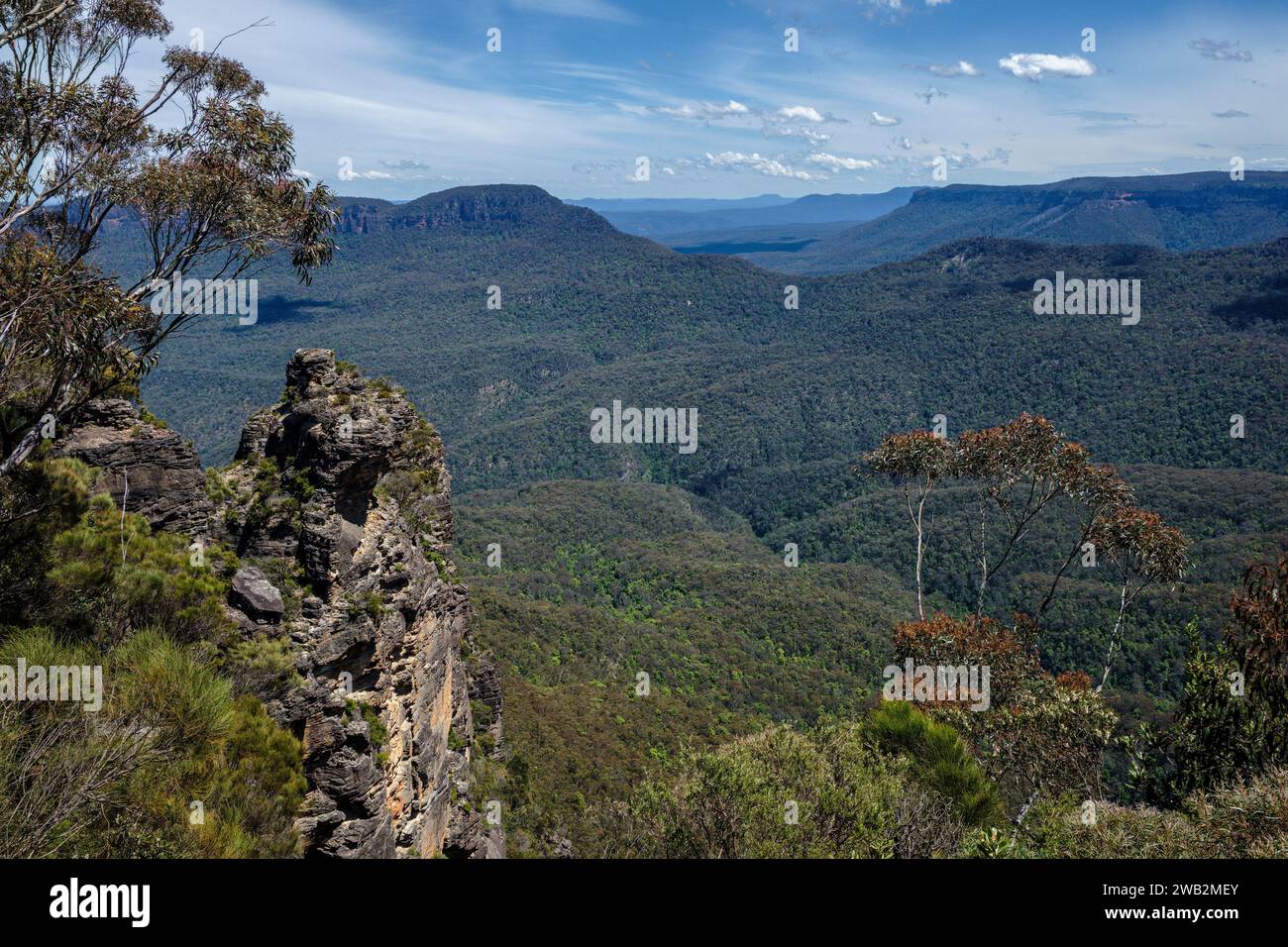 Eucayptus forest hi-res stock photography and images - Alamy