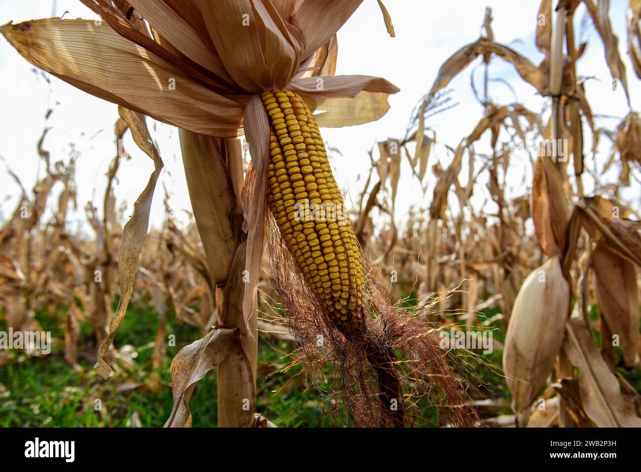 Corn cob growing on plant ready to harvest, Argentine Countryside ...