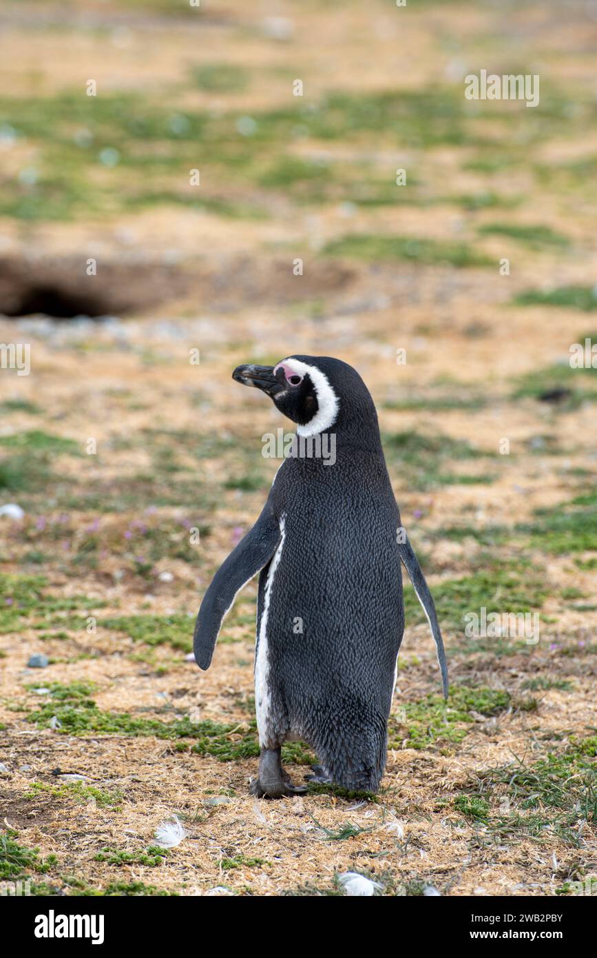 Penguin Reserve at Magdalena island in the Strait of Magellan Stock ...