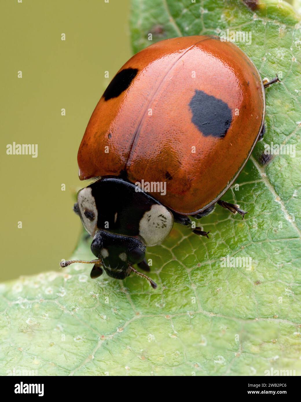 2-spot Ladybird (Adalia bipunctata) on birch leaf Stock Photo - Alamy