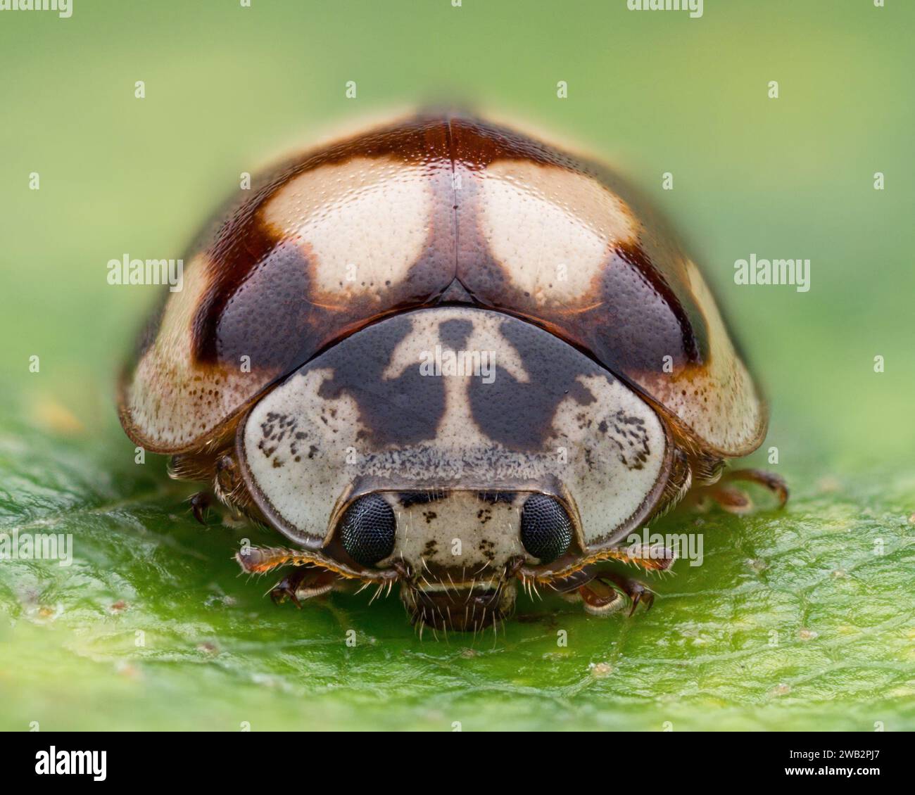 10 spot ladybird hi-res stock photography and images - Alamy