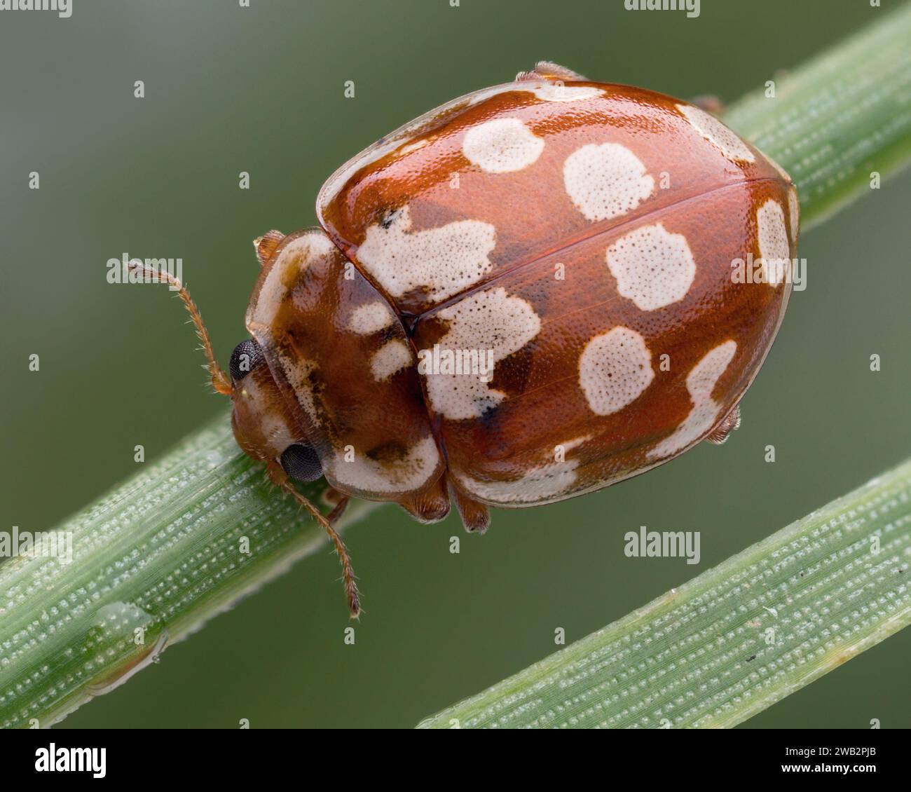 18 spot ladybird hi-res stock photography and images - Alamy