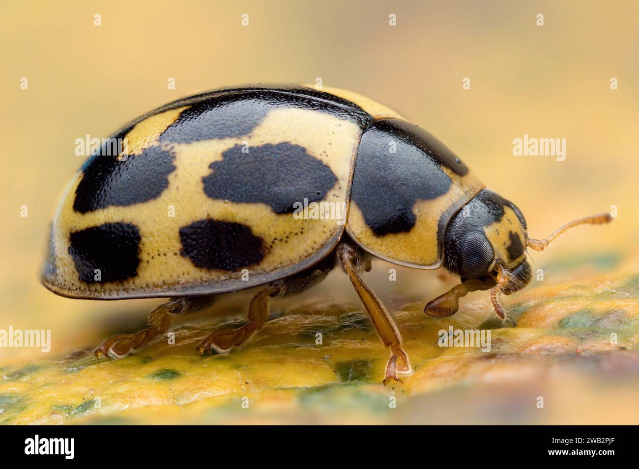 22-spot Ladybird (Psyllobora 22-punctata) at rest on leaf. Tipperary ...