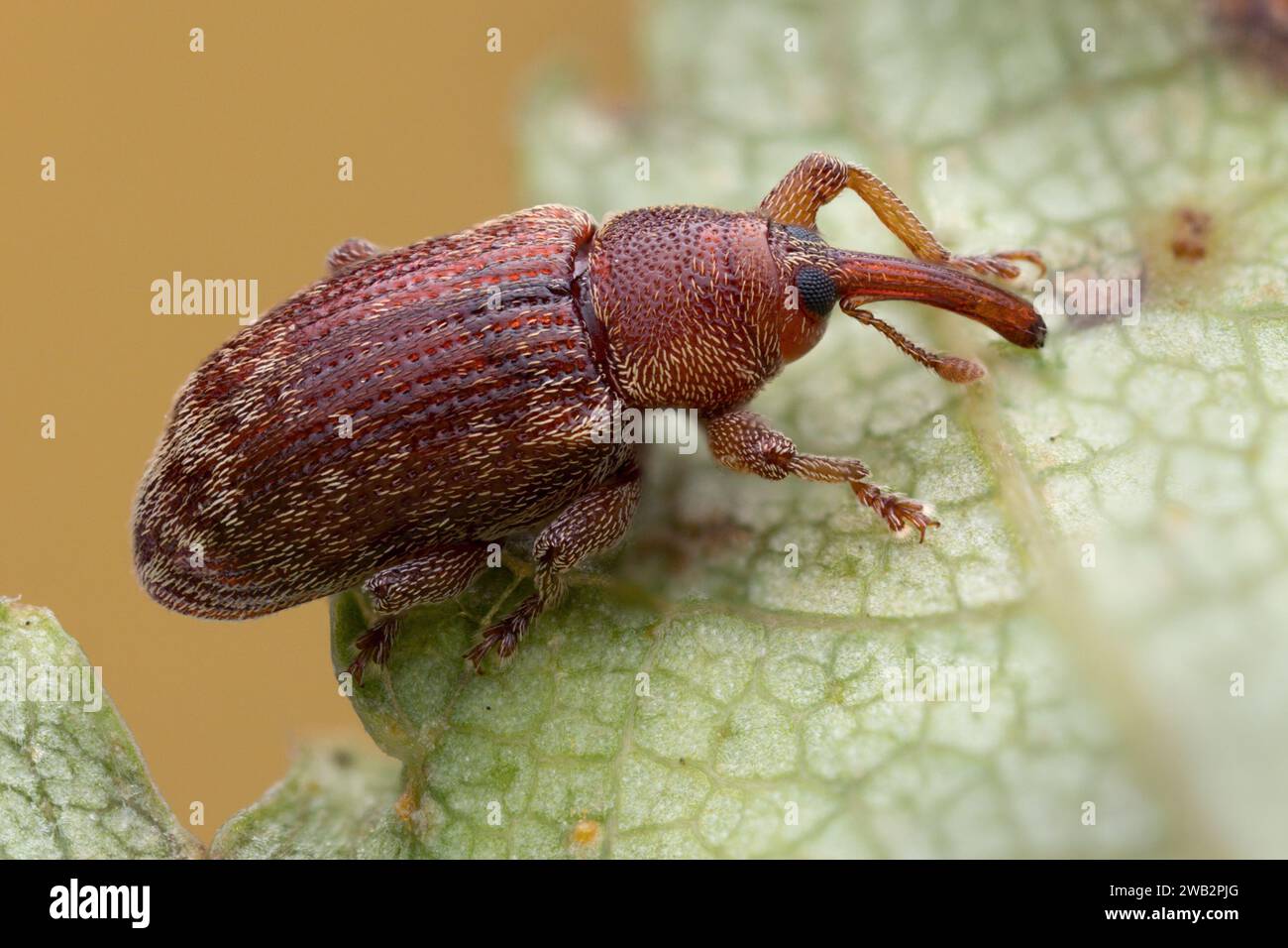 Dorytomus sp Weevil on underside of leaf. Tipperary, Ireland Stock ...