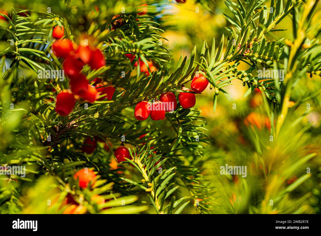 Red berries growing on evergreen yew tree in sunlight, European yew ...