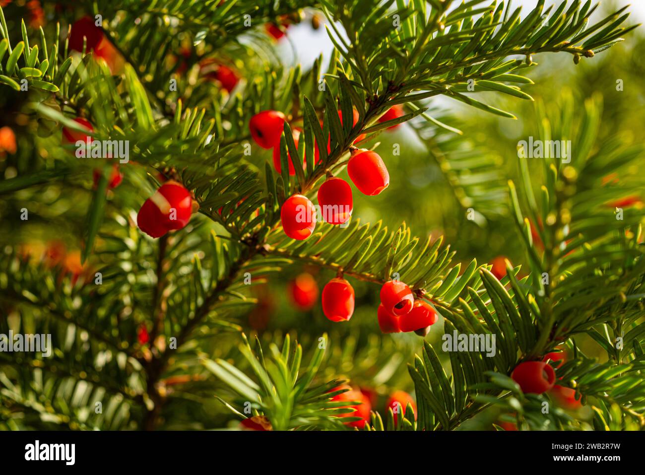 Red berries growing on evergreen yew tree in sunlight, European yew ...