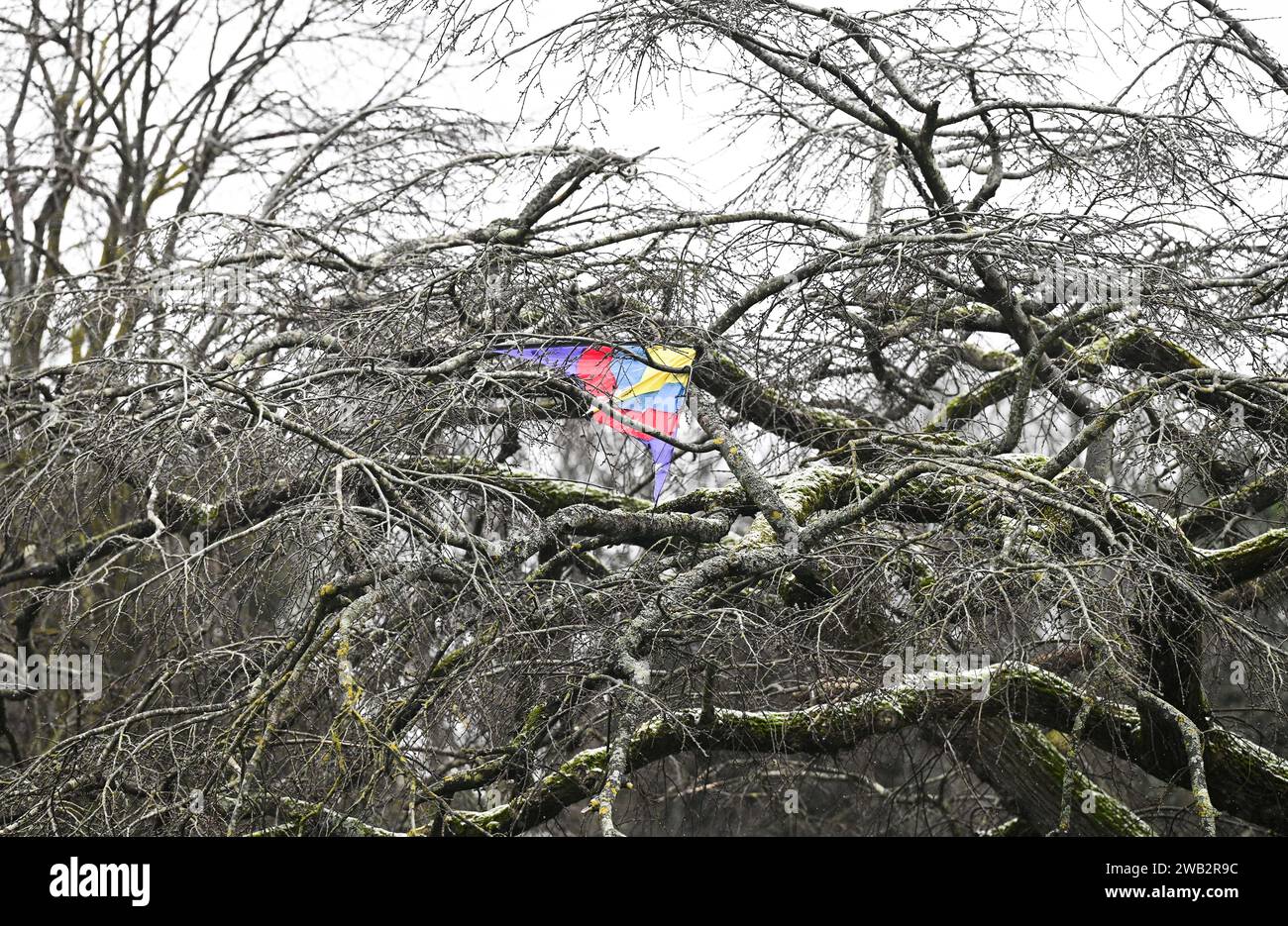 Kites stuck in tree kite hi-res stock photography and images - Alamy