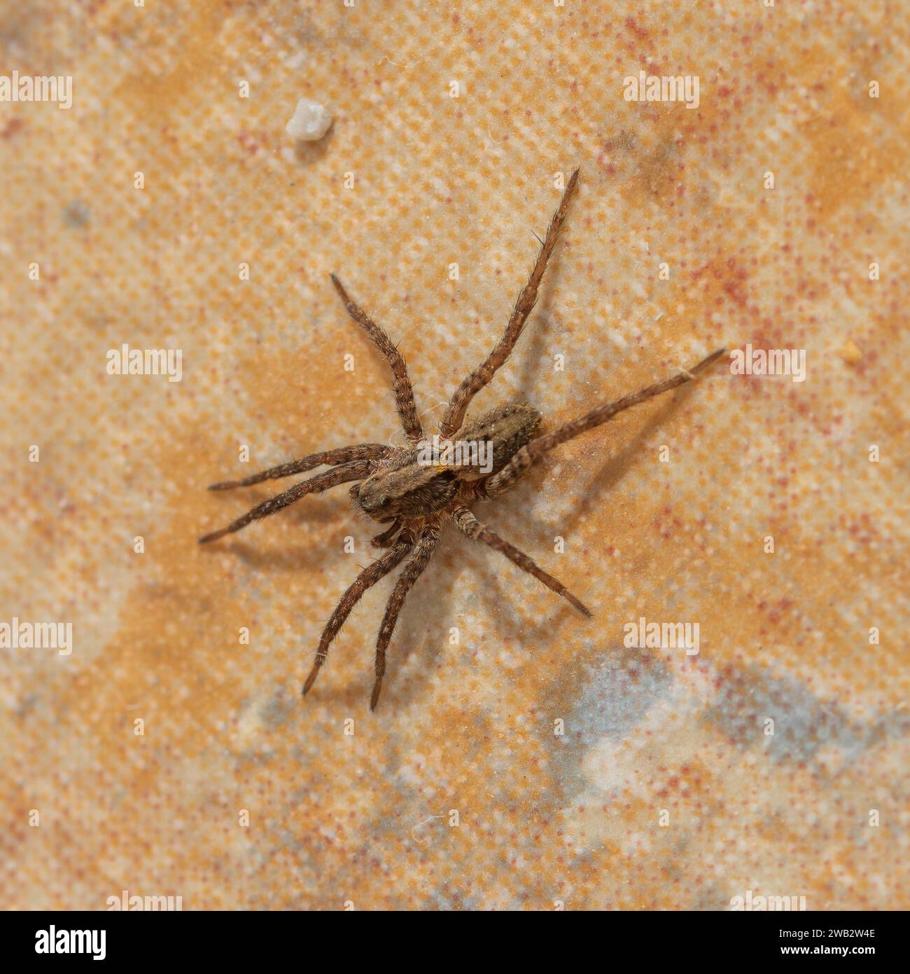 Common fox spider hi-res stock photography and images - Alamy