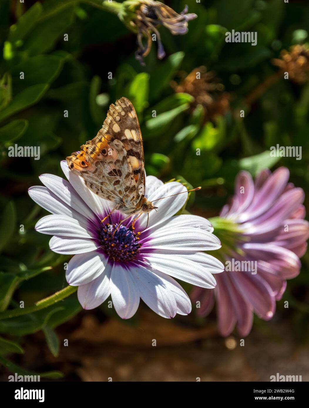 Vanessa cardui underside hi-res stock photography and images - Alamy