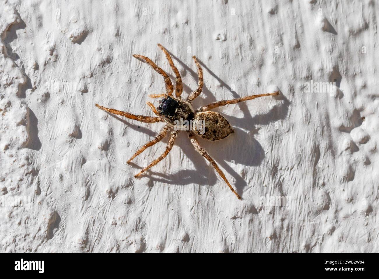 Menemerus semilimbatus, Half-edged Wall Jumping Spider Stock Photo - Alamy