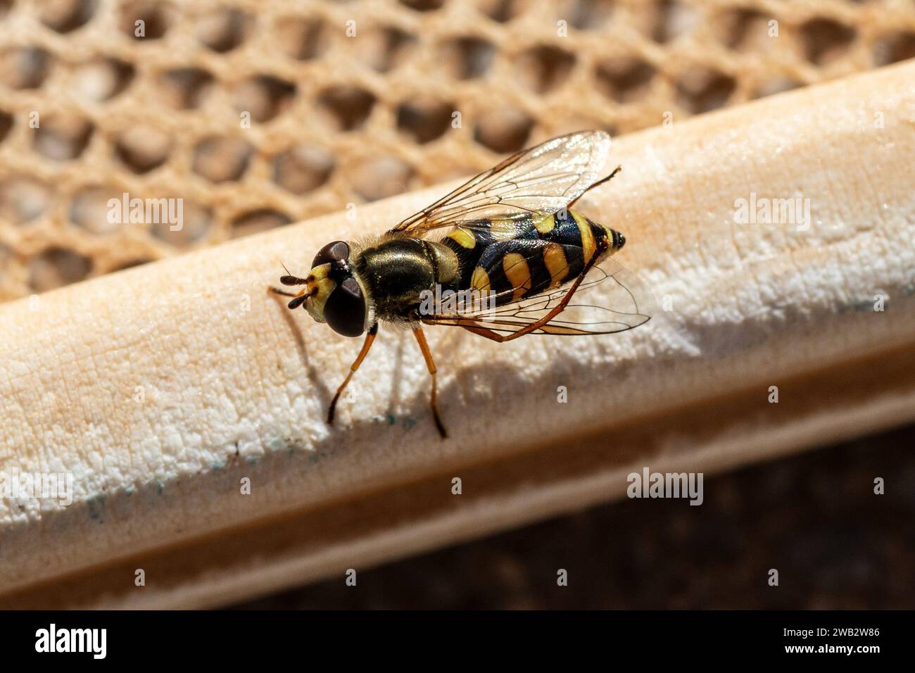Eupeodes corollae, Migrant Hover Fly Stock Photo - Alamy