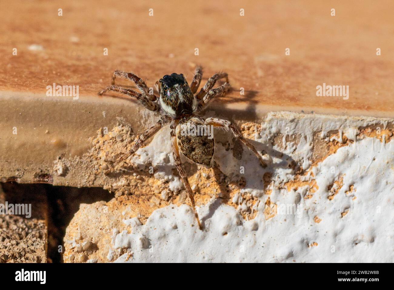 Wall jumping spider hi-res stock photography and images - Alamy