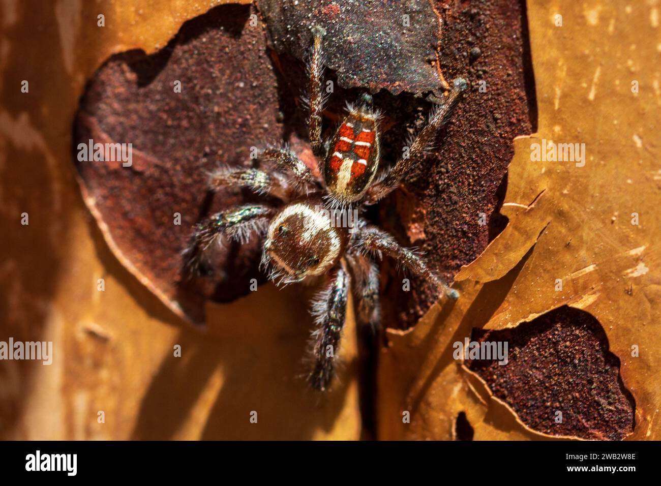 Thyene imperialis hi-res stock photography and images - Alamy