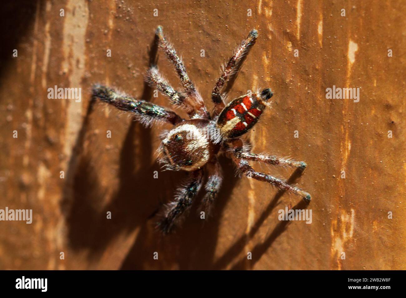 Thyene imperialis, Jumping Spider Stock Photo - Alamy
