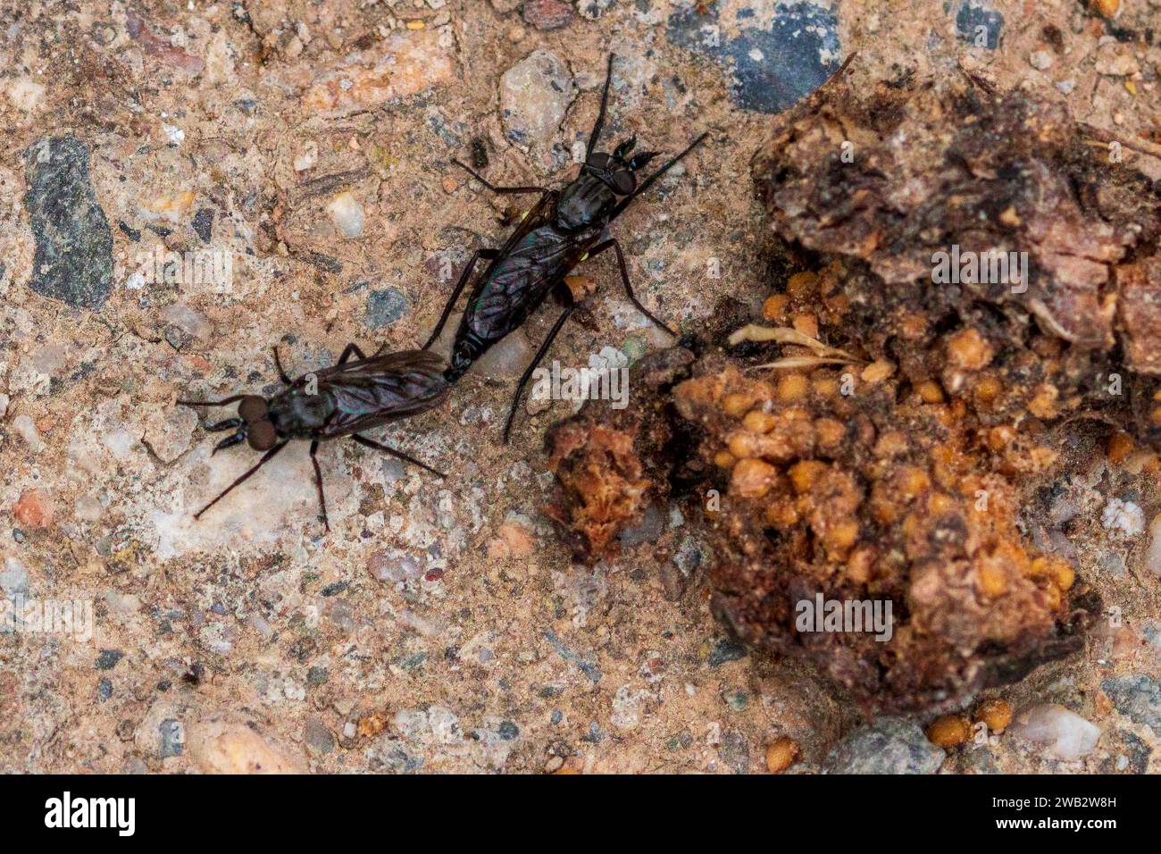 Salentia costalis hi-res stock photography and images - Alamy