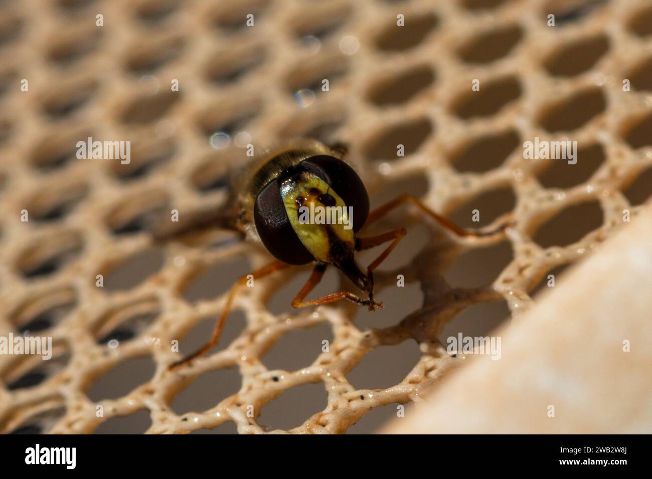 Metasyrphus corollae hi-res stock photography and images - Alamy