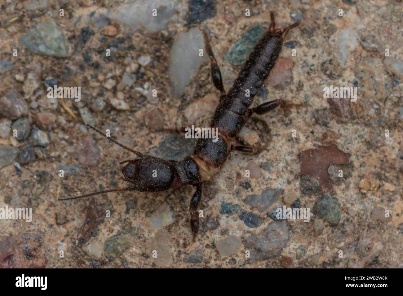 Embioptera hi-res stock photography and images - Alamy