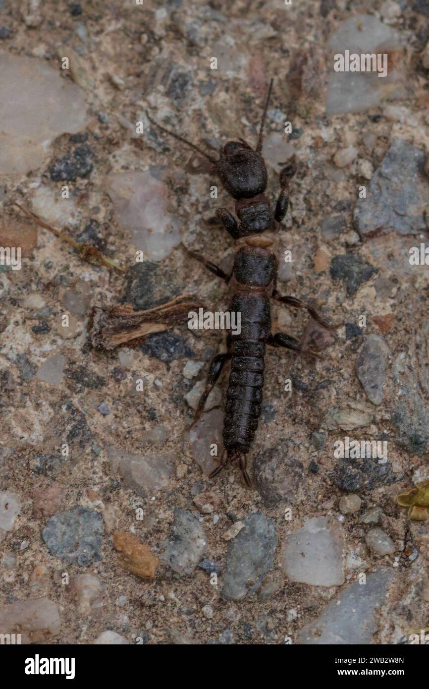 Web spinner hi-res stock photography and images - Alamy