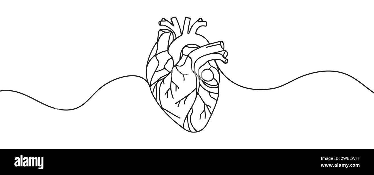 human heart drawn with a line. Vector illustration Stock Vector Image ...