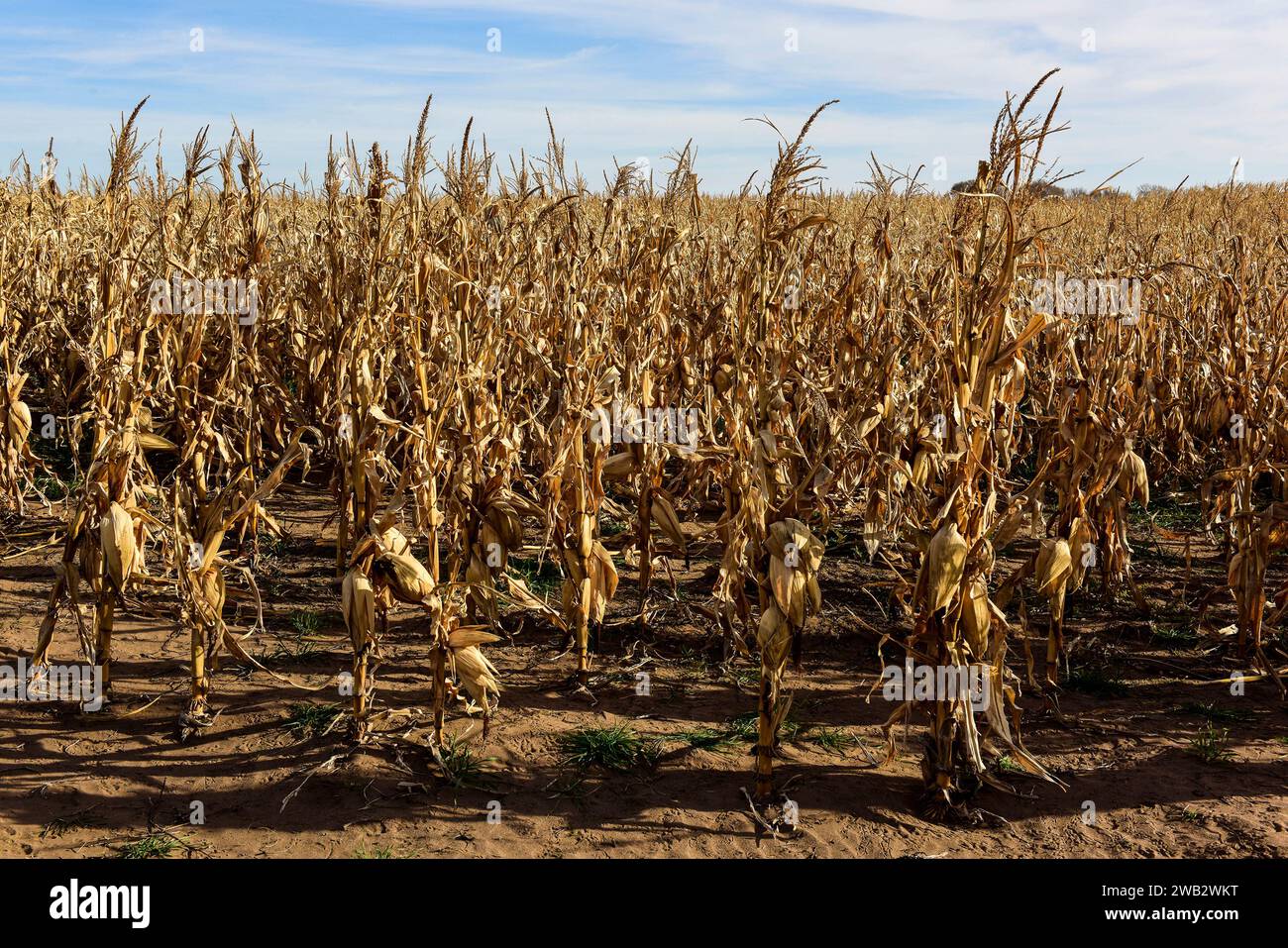 Corn cob growing on plant ready to harvest, Argentine Countryside ...
