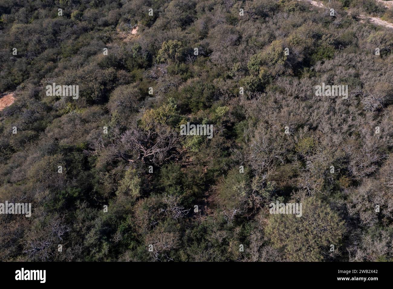 Pampas forest, Calden tree, Prosopis Caldenia, endemic species in La ...