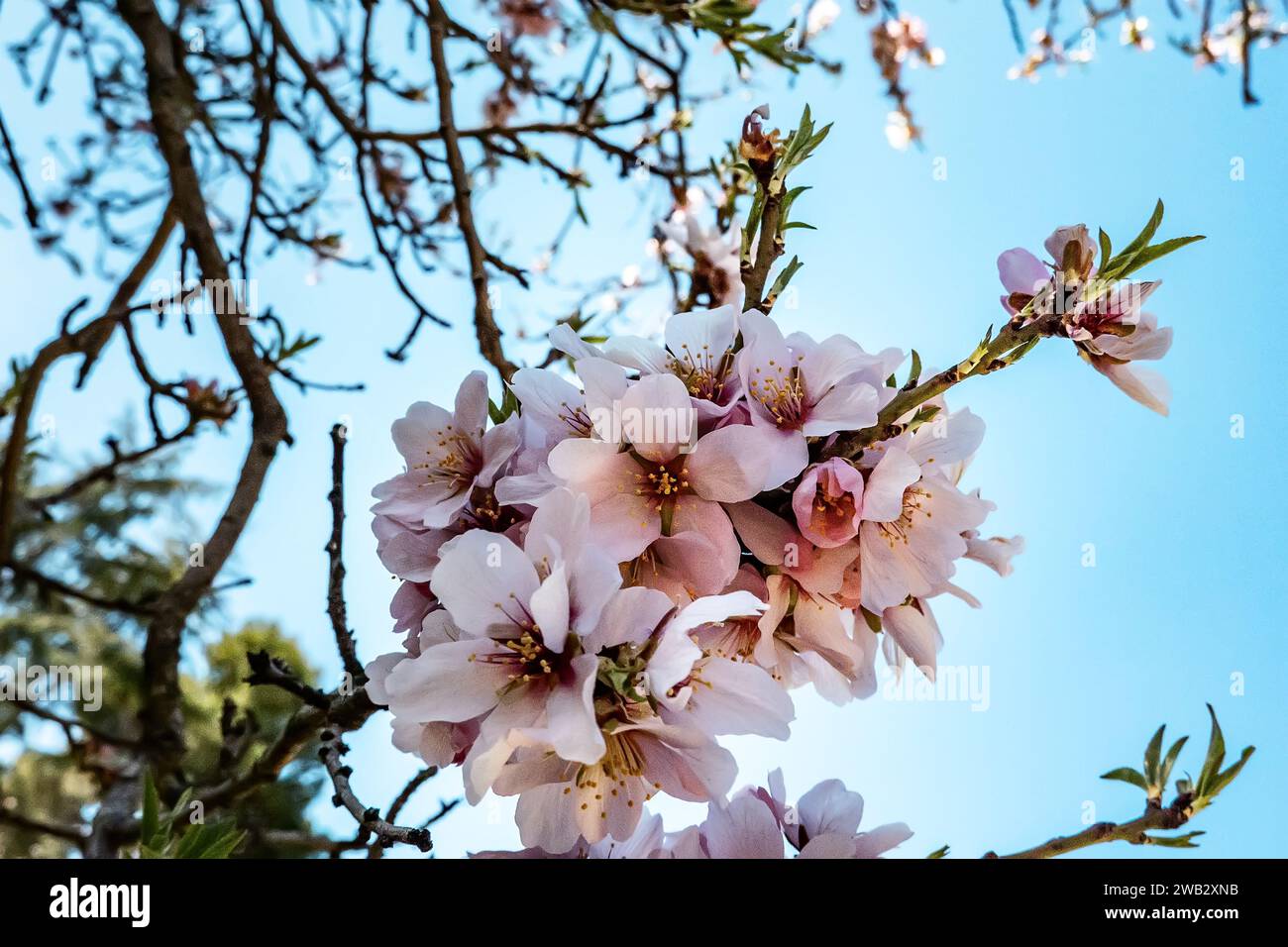 Almond trees in bloom. Almond flower blossoms against blue sky, a fresh ...