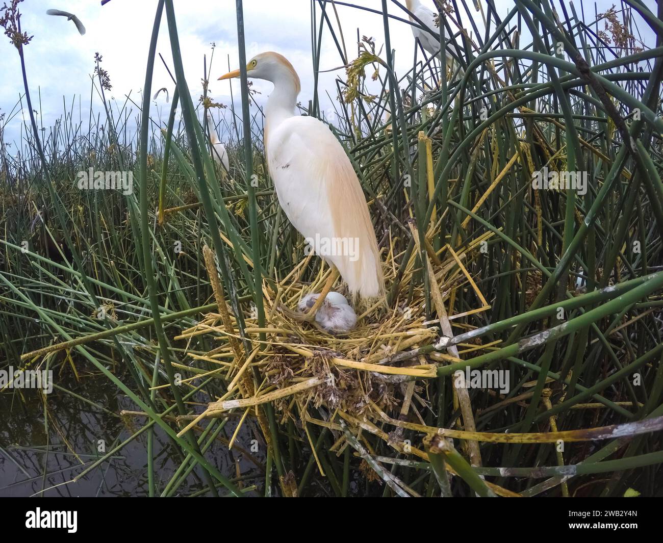Cattle Egret, Bubulcus ibis, nesting, La Pampa Province, Patagonia ...